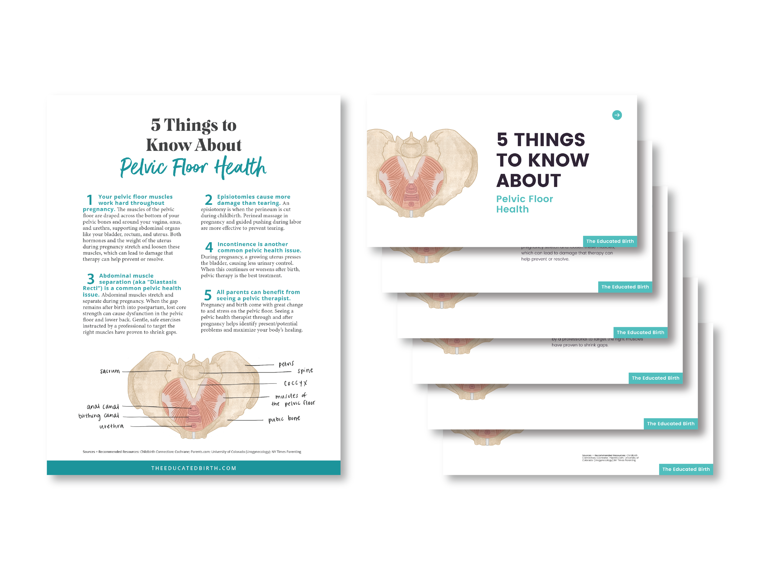 Infographics — The Educated Birth