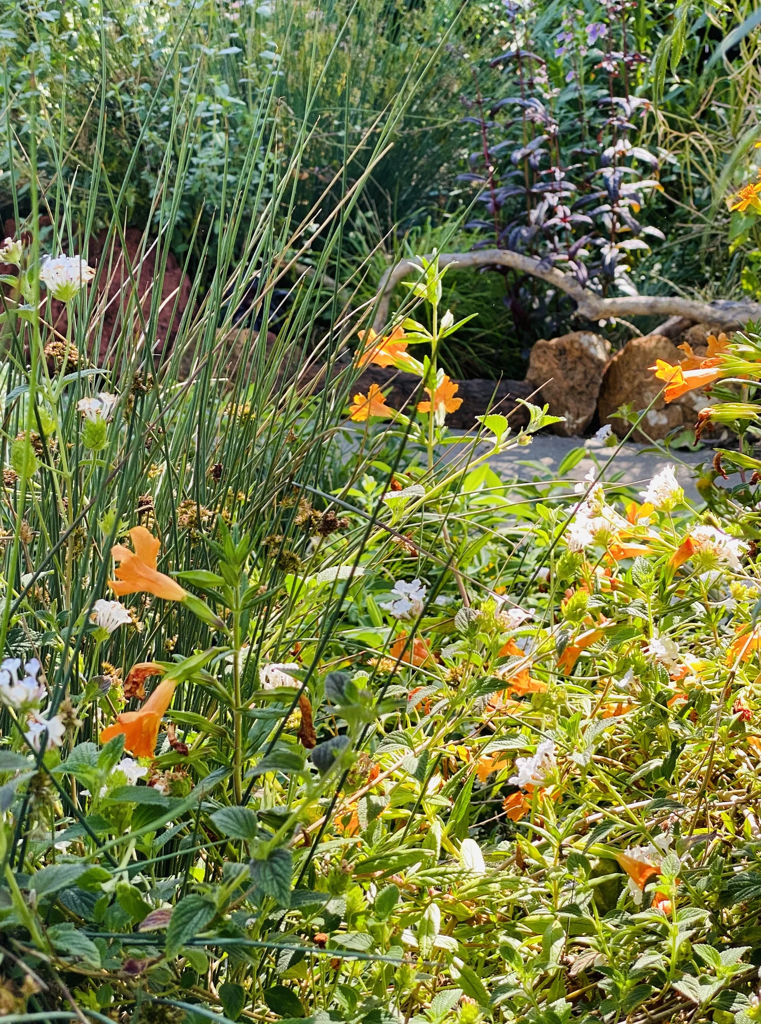 Landscape Design Assistance Program — Smart Yards Coop - San José Based ...