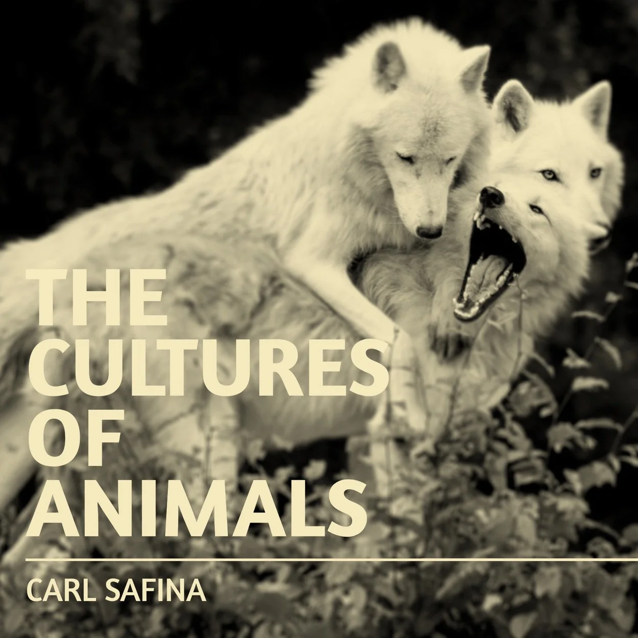 The Cultures Of Animals: Ecology, Community, & Beauty / Carl Safina ...