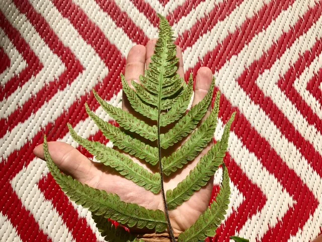 Fern Gallery — Pōhala