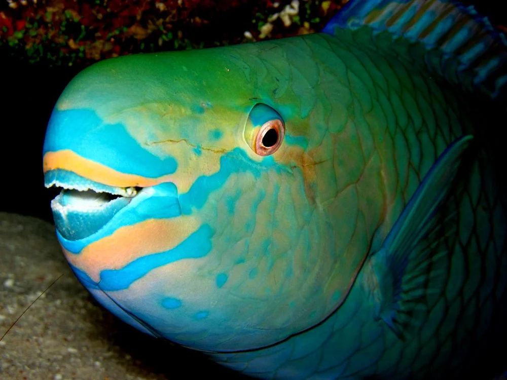 Fish ecology — Marine Spatial Ecology Lab