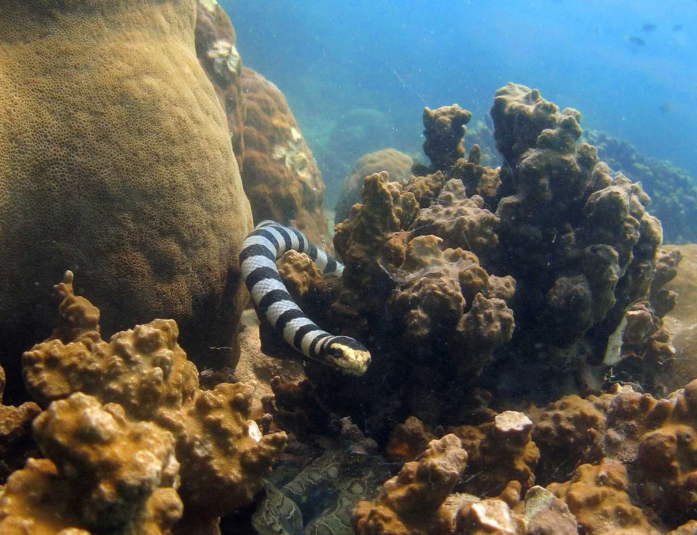 Fish ecology — Marine Spatial Ecology Lab