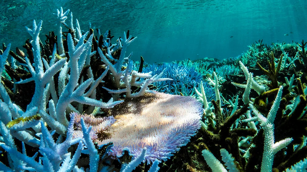 Bleaching Risk Assessment Tool — Marine Spatial Ecology Lab