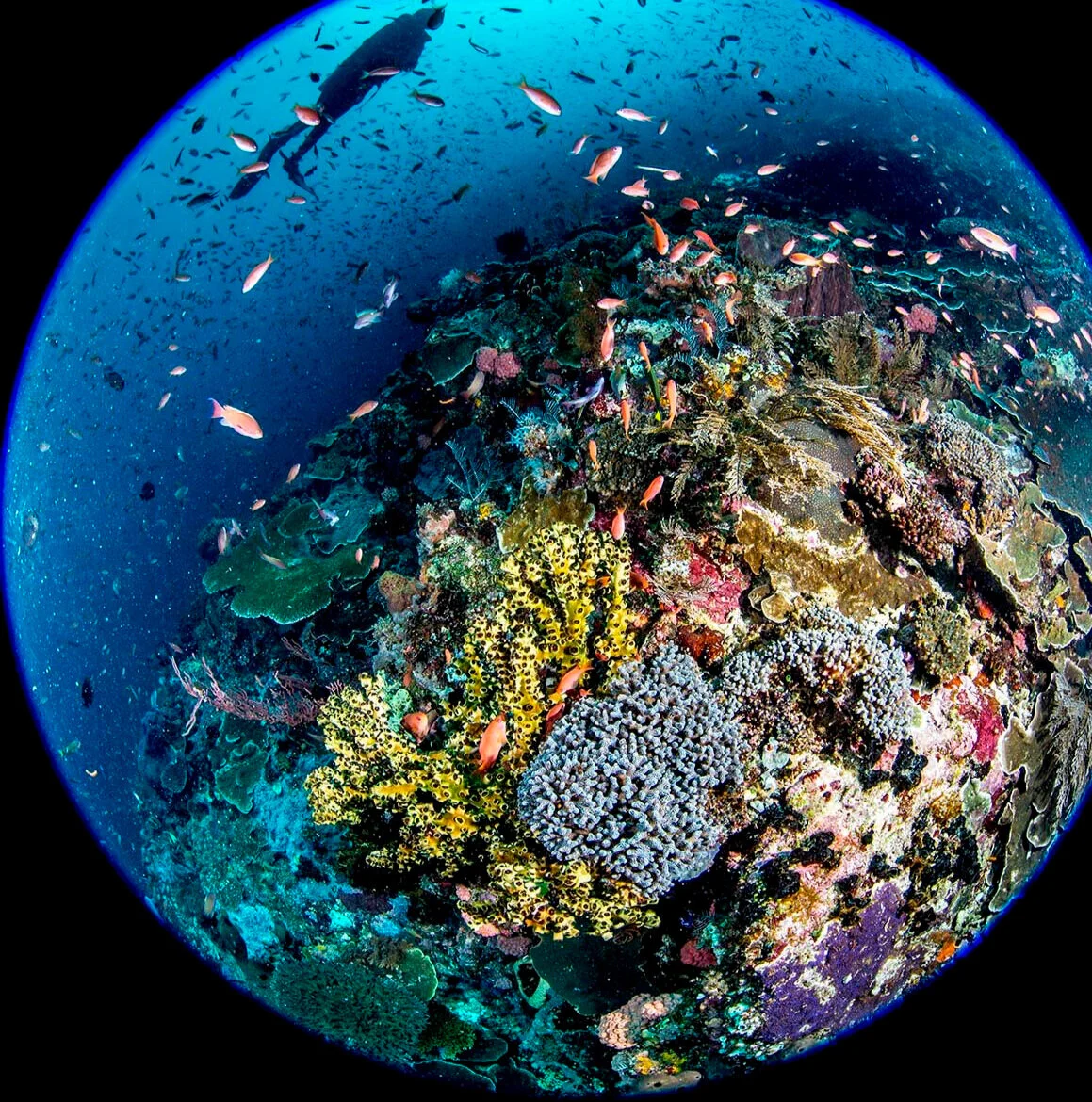 Marine Spatial Ecology Lab