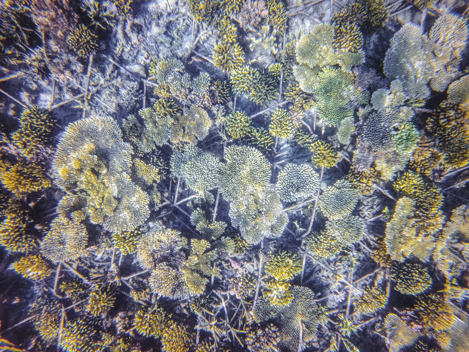 Rubble Stabilisation Guidelines — Marine Spatial Ecology Lab