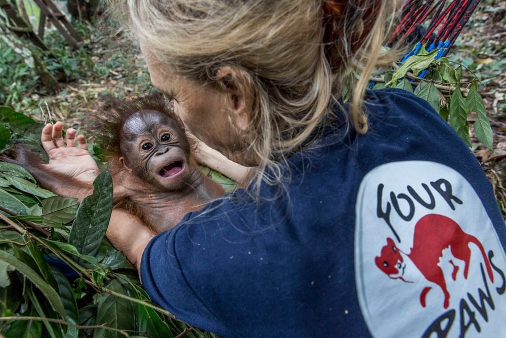 Inside the orangutan forest school where the first lesson is survival ...