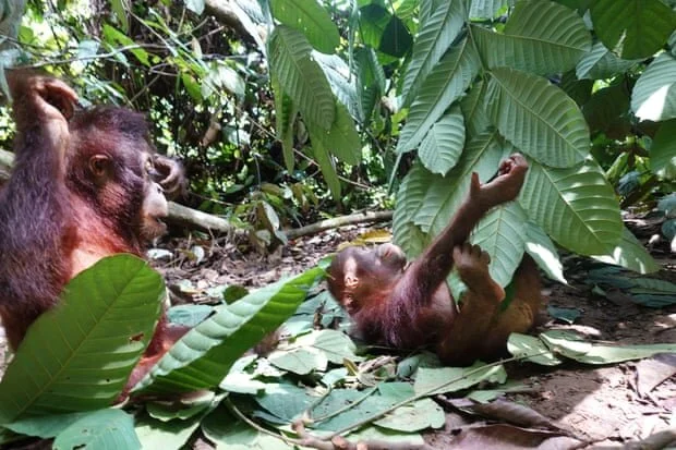 Inside the orangutan forest school where the first lesson is survival ...