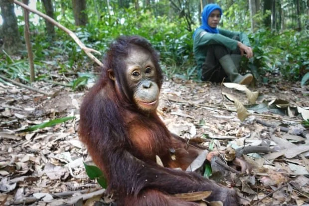 Inside the orangutan forest school where the first lesson is survival ...