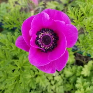 Spring Blooming Bulbs - Anemone and Ranunculus — Purple Tuteur Farm