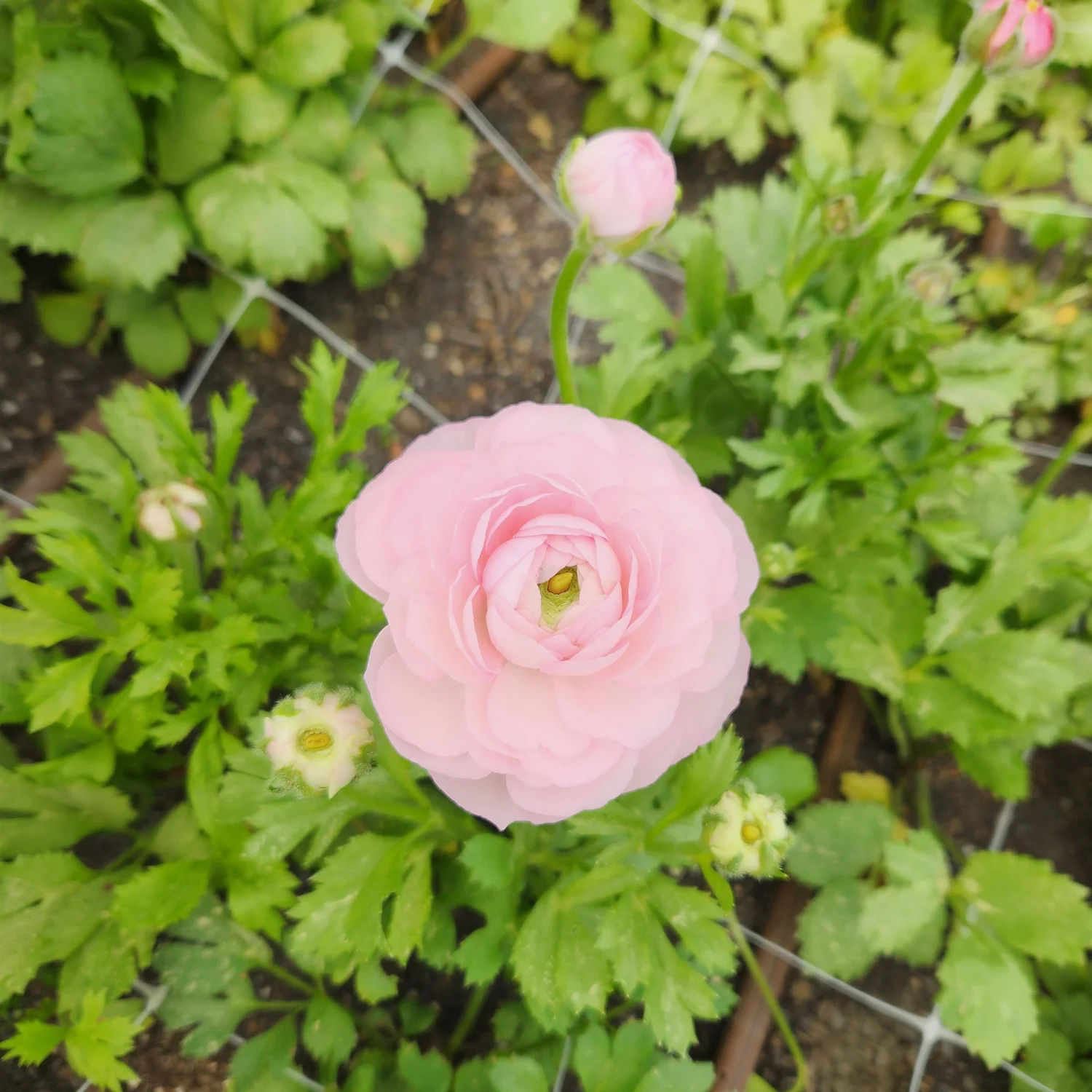 Spring Blooming Bulbs - Anemone and Ranunculus — Purple Tuteur Farm