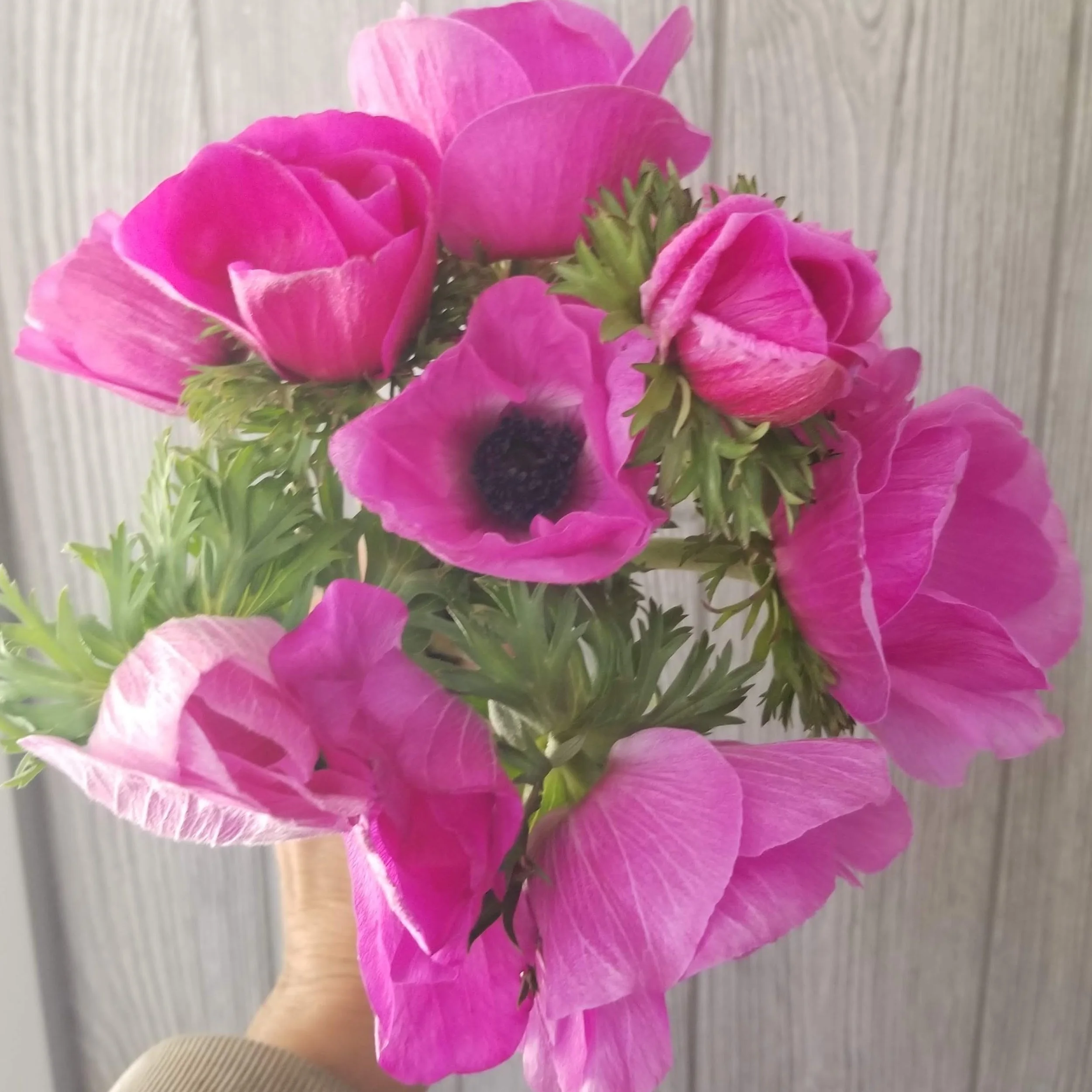 Our Fall Bulb Sale Starts Today! — Purple Tuteur Farm