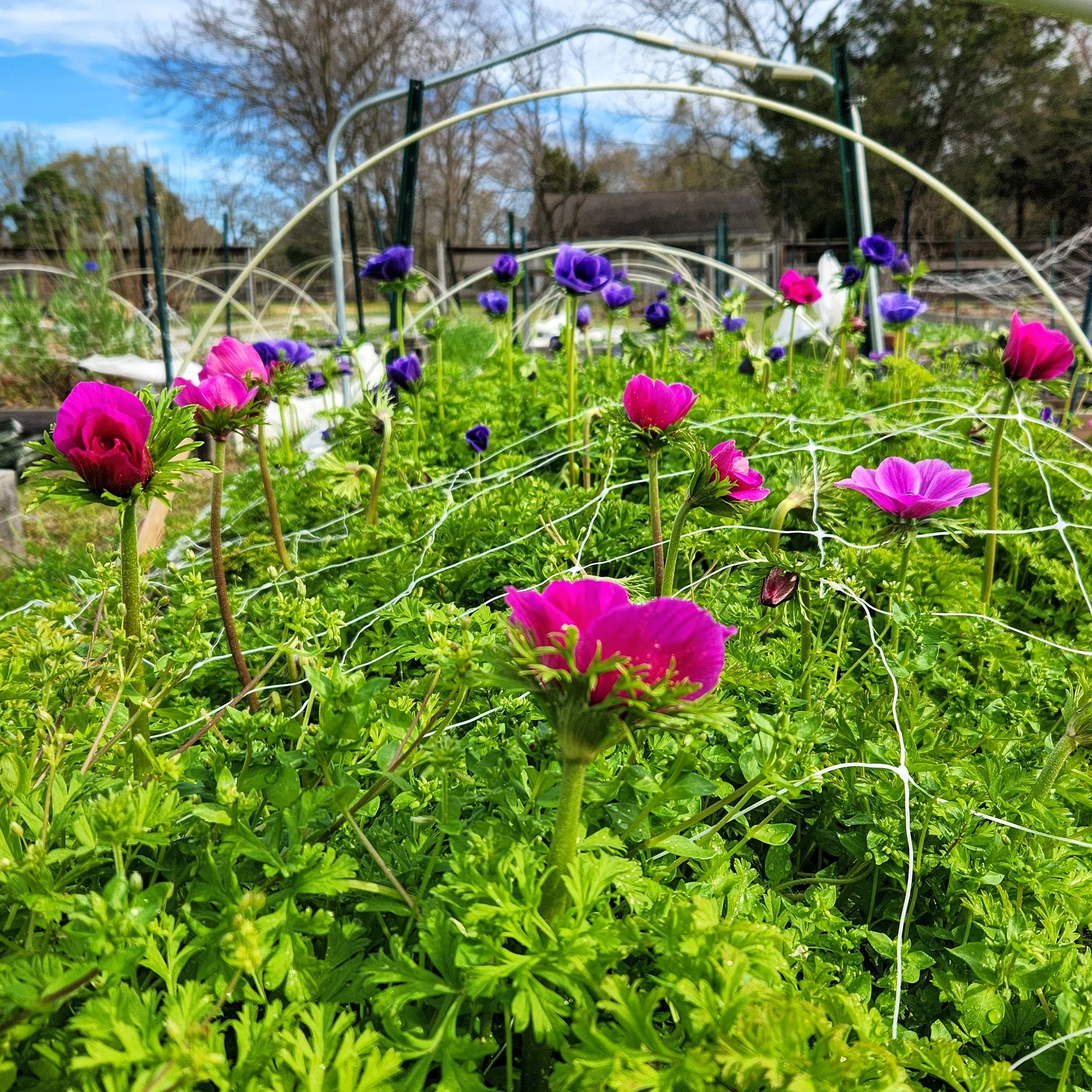 The Farm Dirt Blog — Purple Tuteur Farm