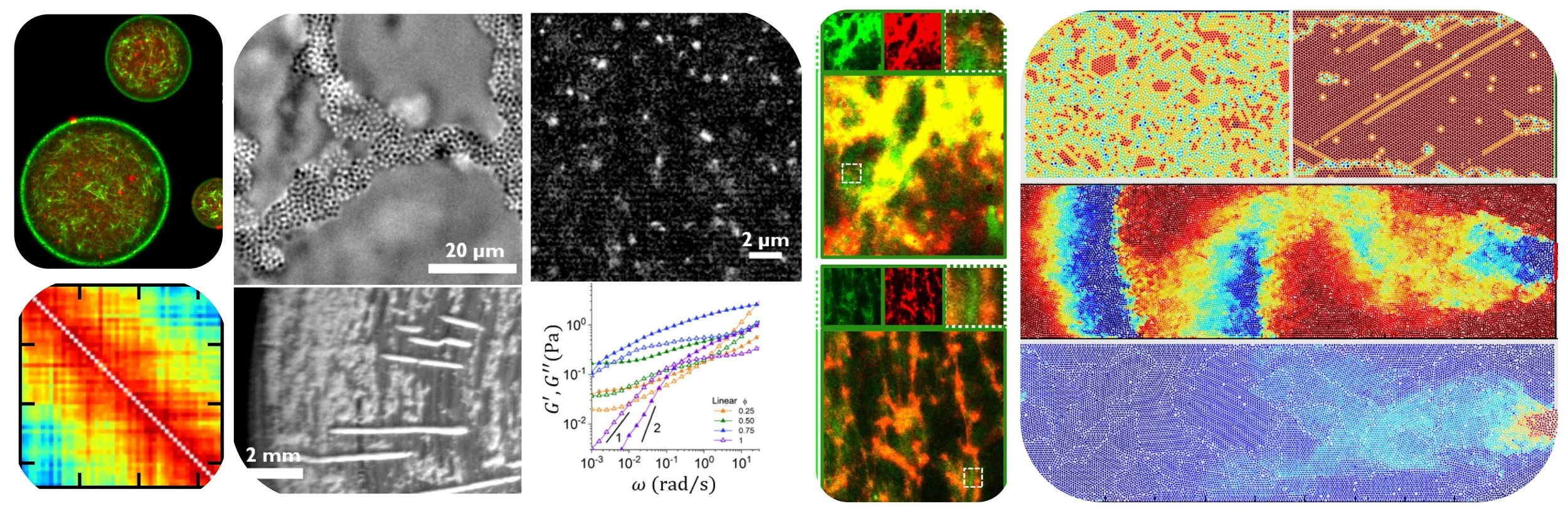 Frontiers in Soft Matter and Macromolecular Networks