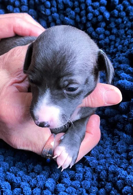 Italian Greyhound Newborn Puppies