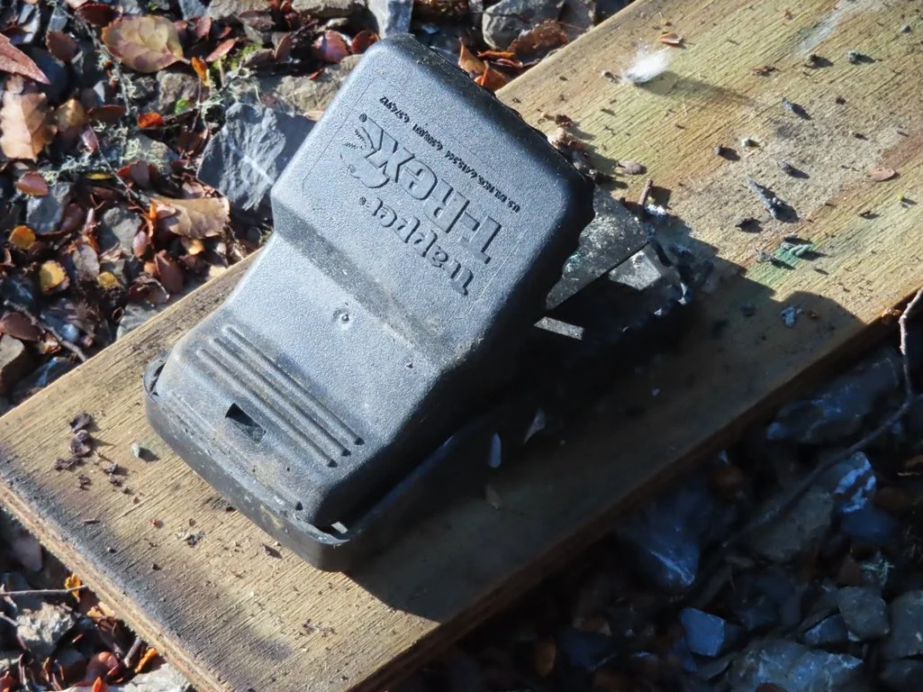 Ship Rat Control — Friends of Rotoiti