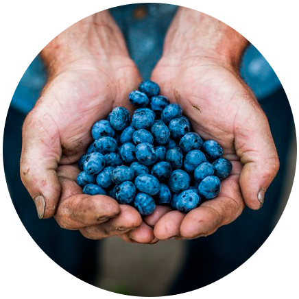 BerryCo. | Global Berry Marketer
