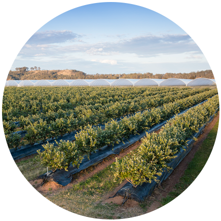 BerryCo. | Global Berry Marketer