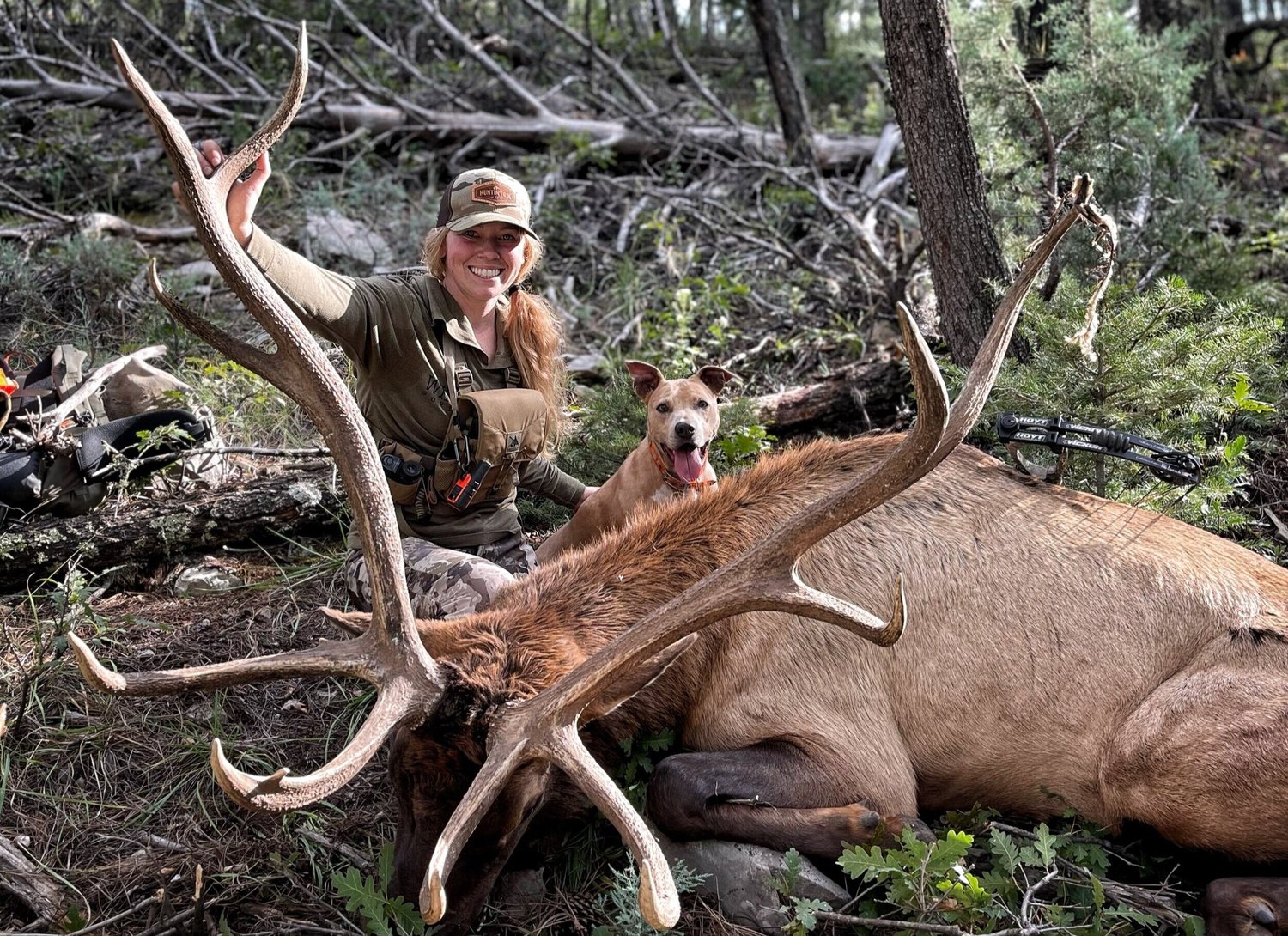 Bull Elk Vitals