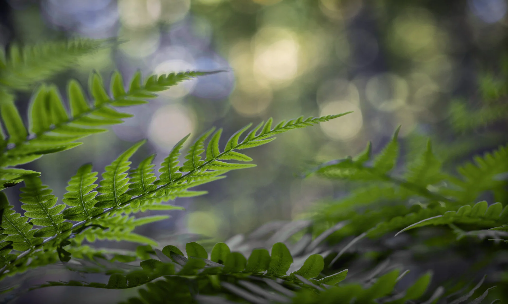 Hans Strand Photography