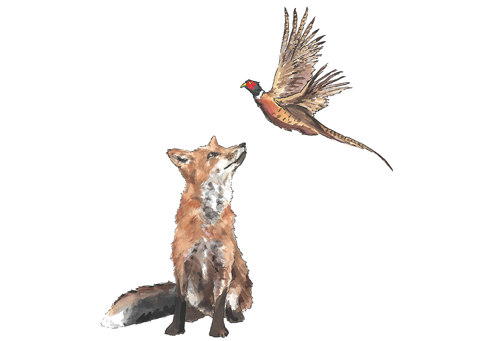 The Fox Pheasant The Fox Pheasant