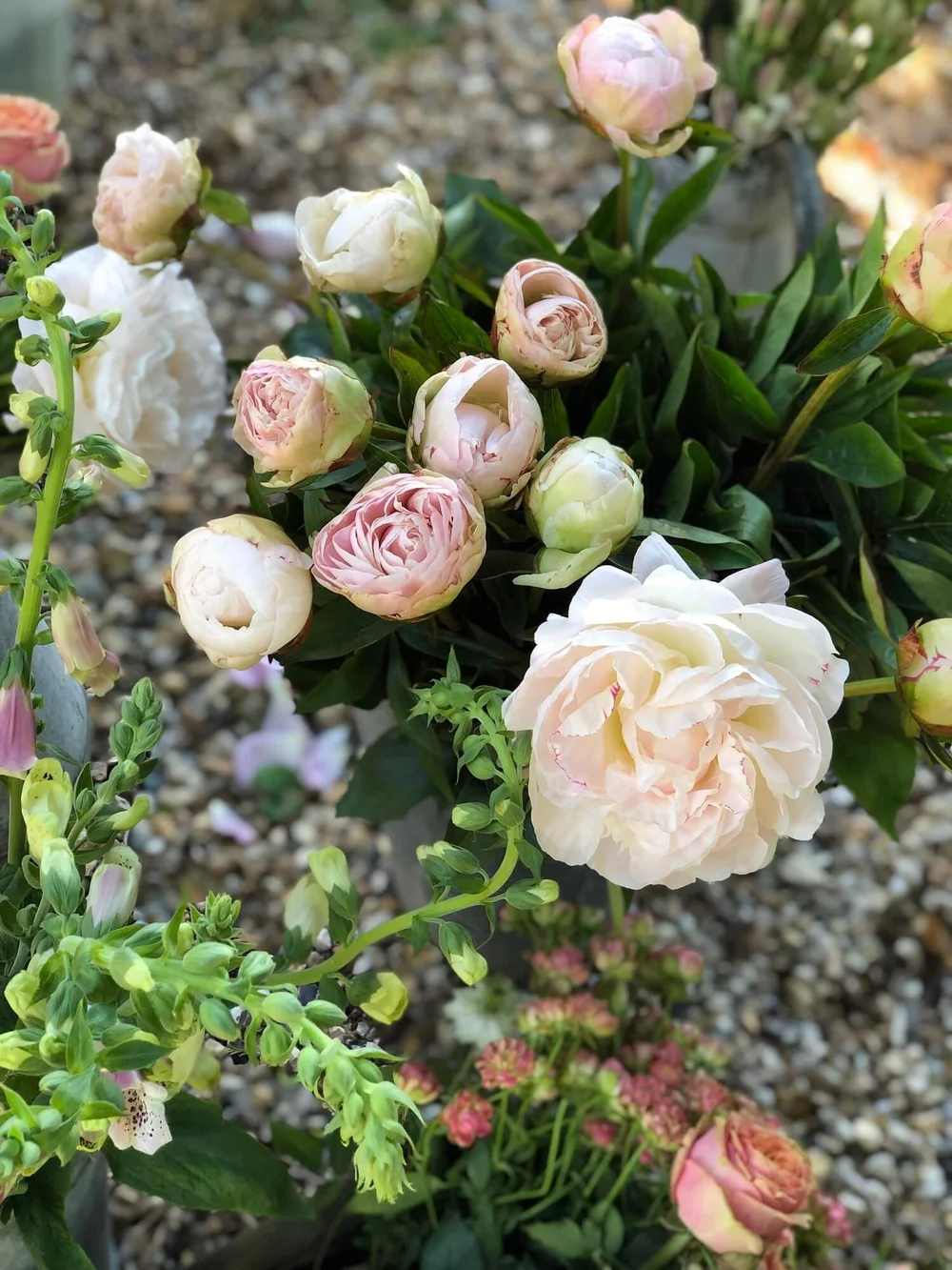 French Blooms: Fun Facts Behind the Book