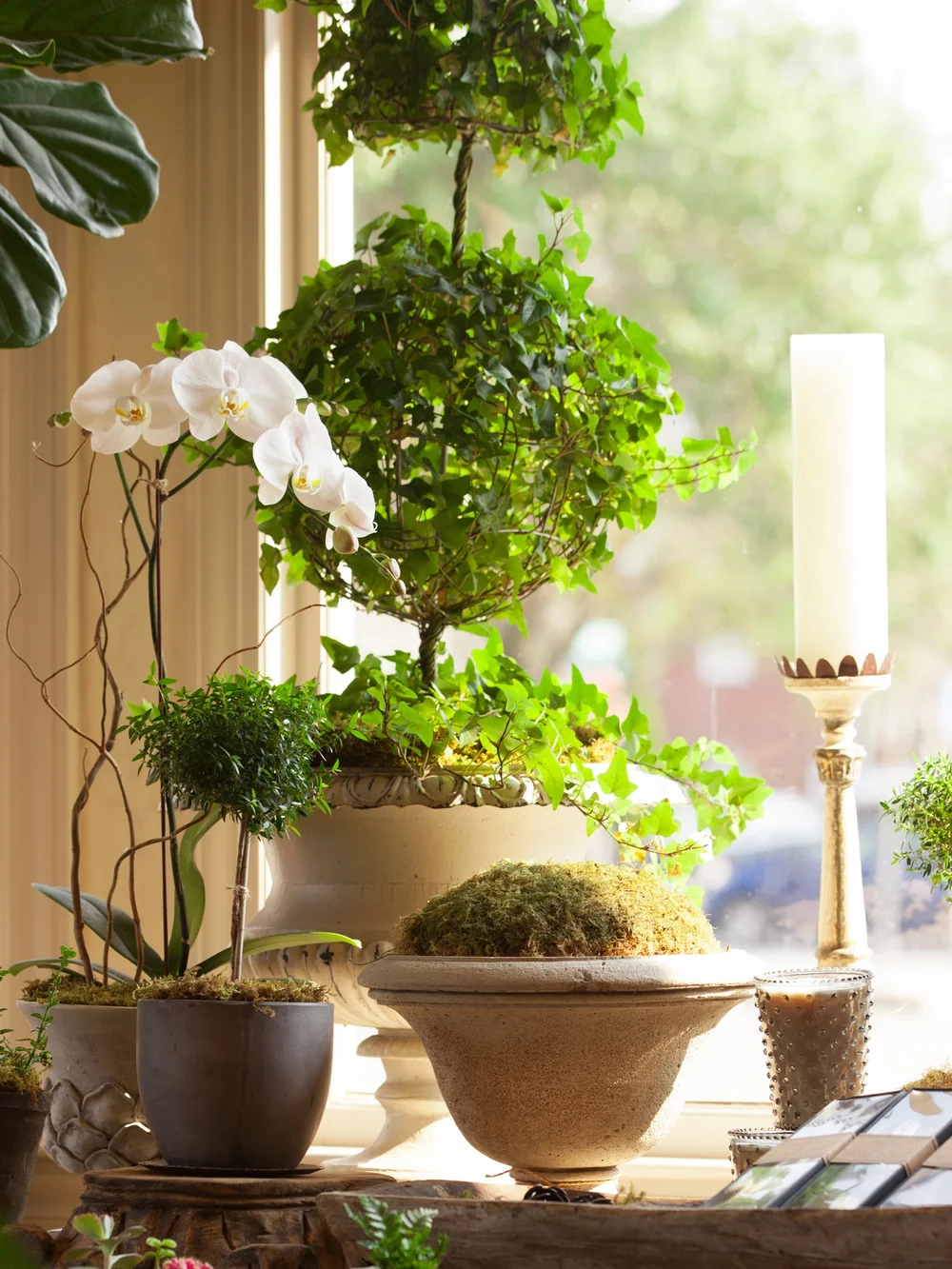 Our Favorite House Plants