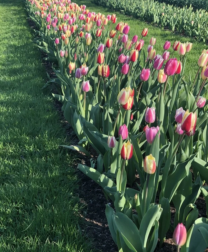 30,000 Tulips Bring Joy