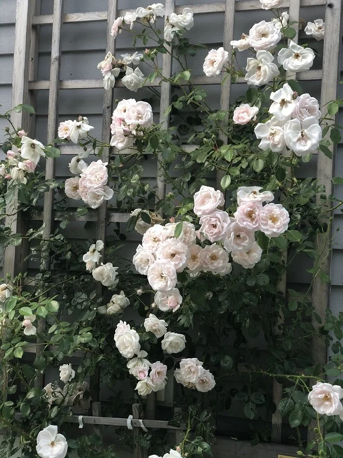 Pinterest Flower Gardens Roses VRSUS FILM & Photographie Rose. #rose