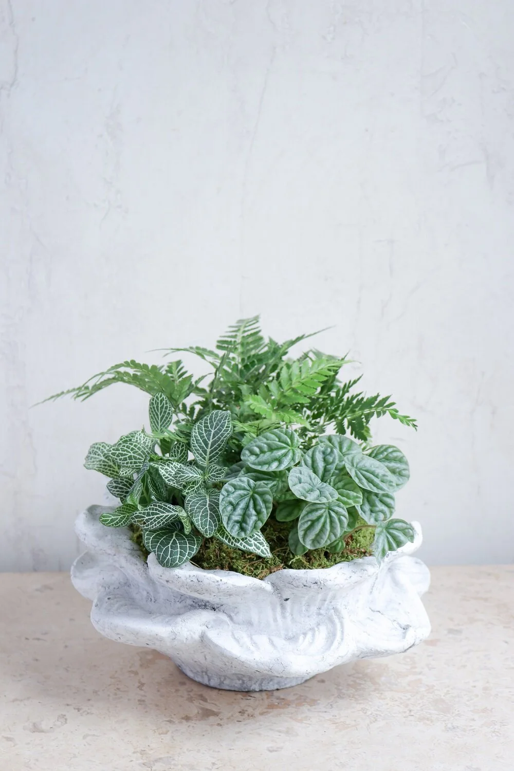 Plant & Garden Shop | Potted Plants | Local Delivery by Les Fleurs ...