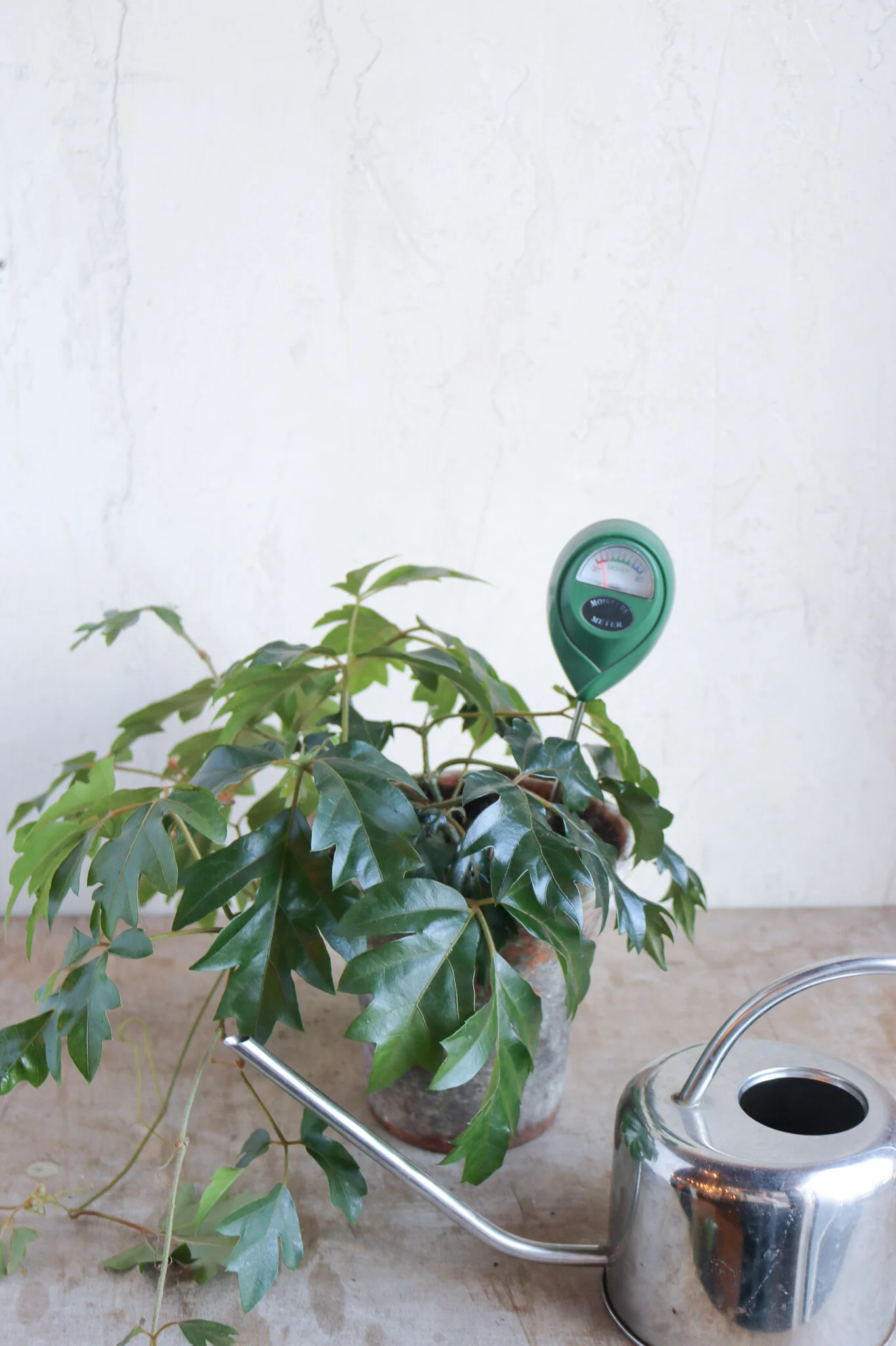 Plant Moisture Meter