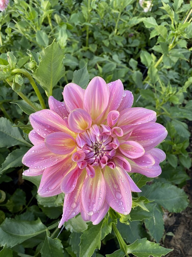 Our Amazing Flower Farmers