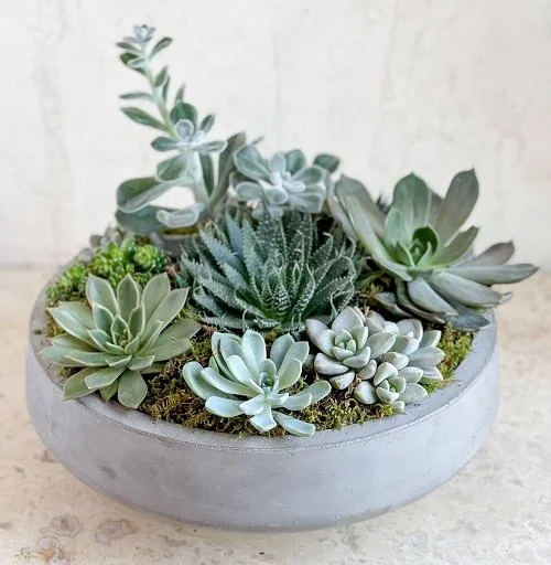 Our Favorite House Plants