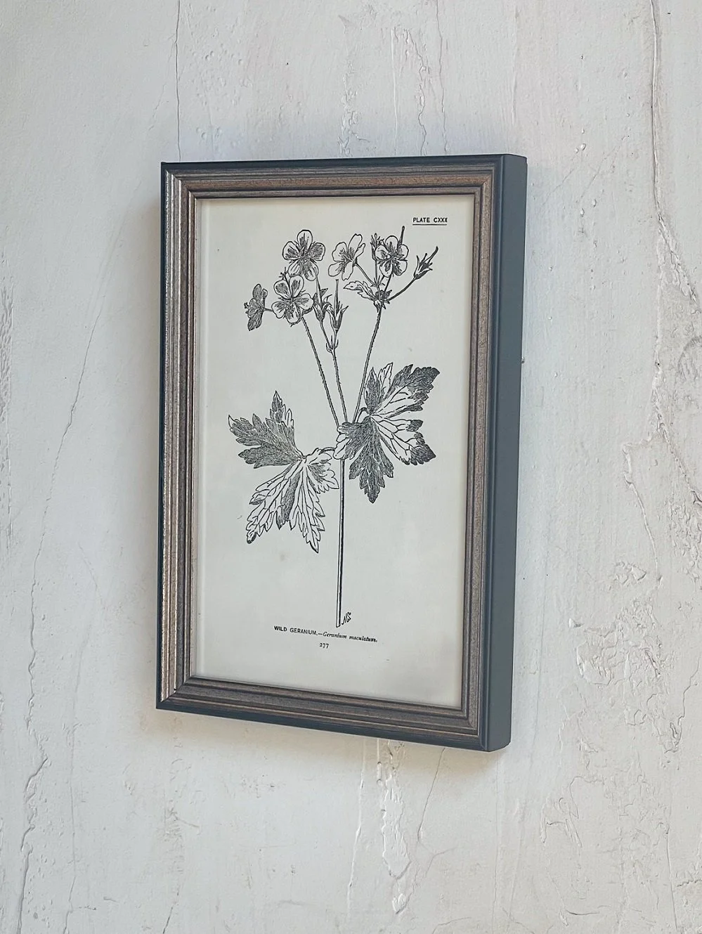 Vintage Botanical Illustration Black And White