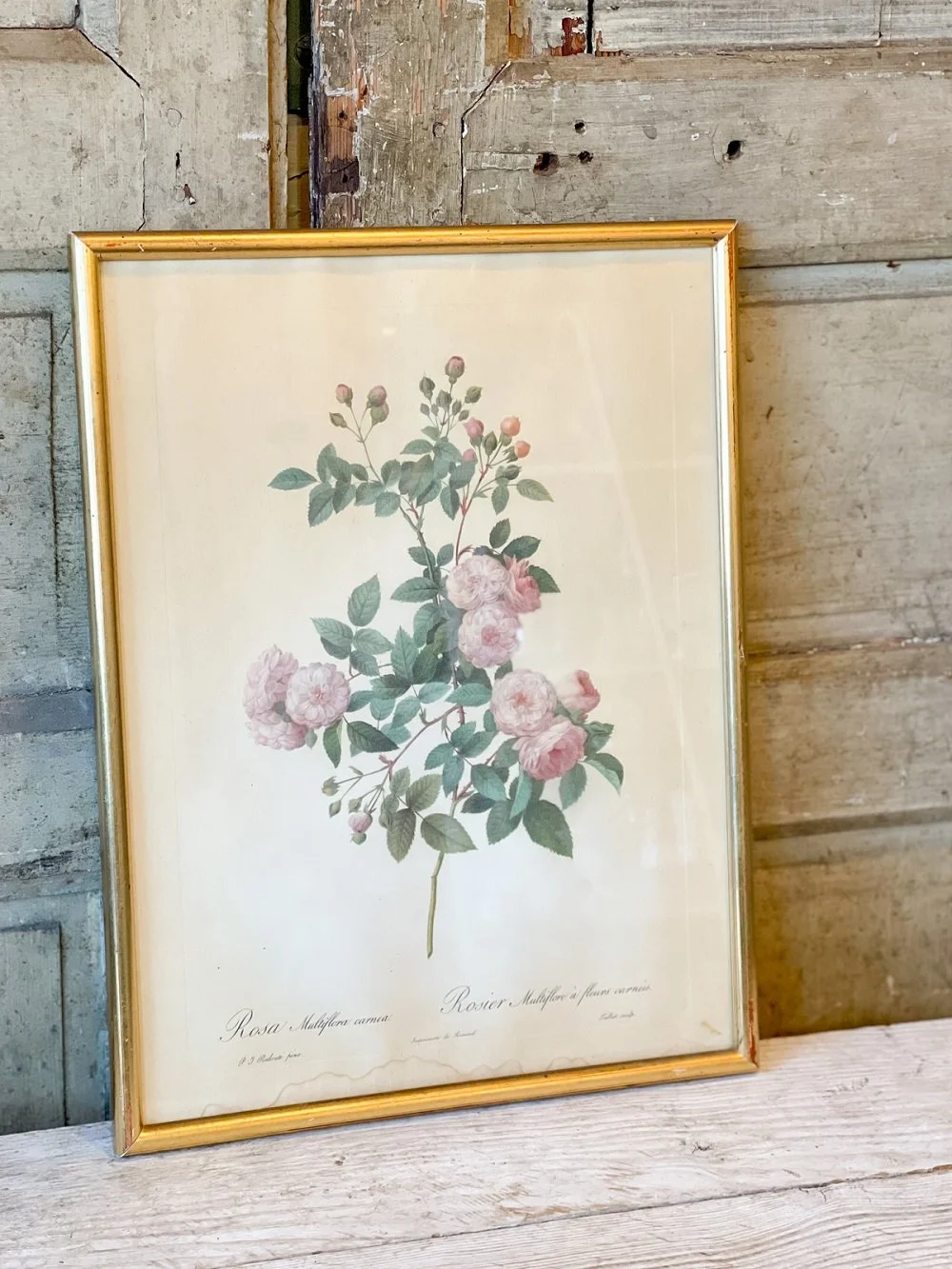 Botanical Rose Print