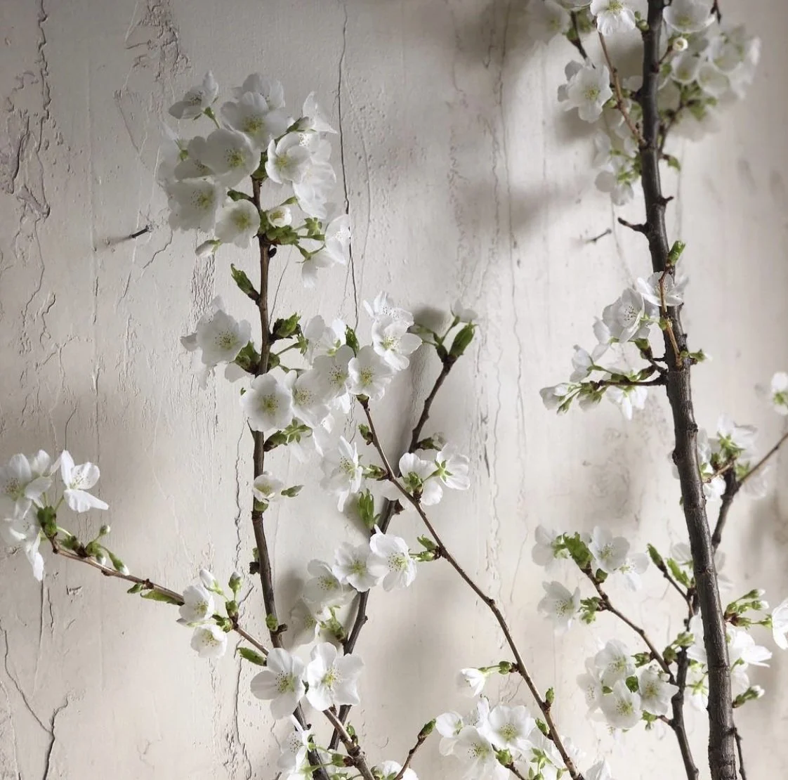 Flowering Branches