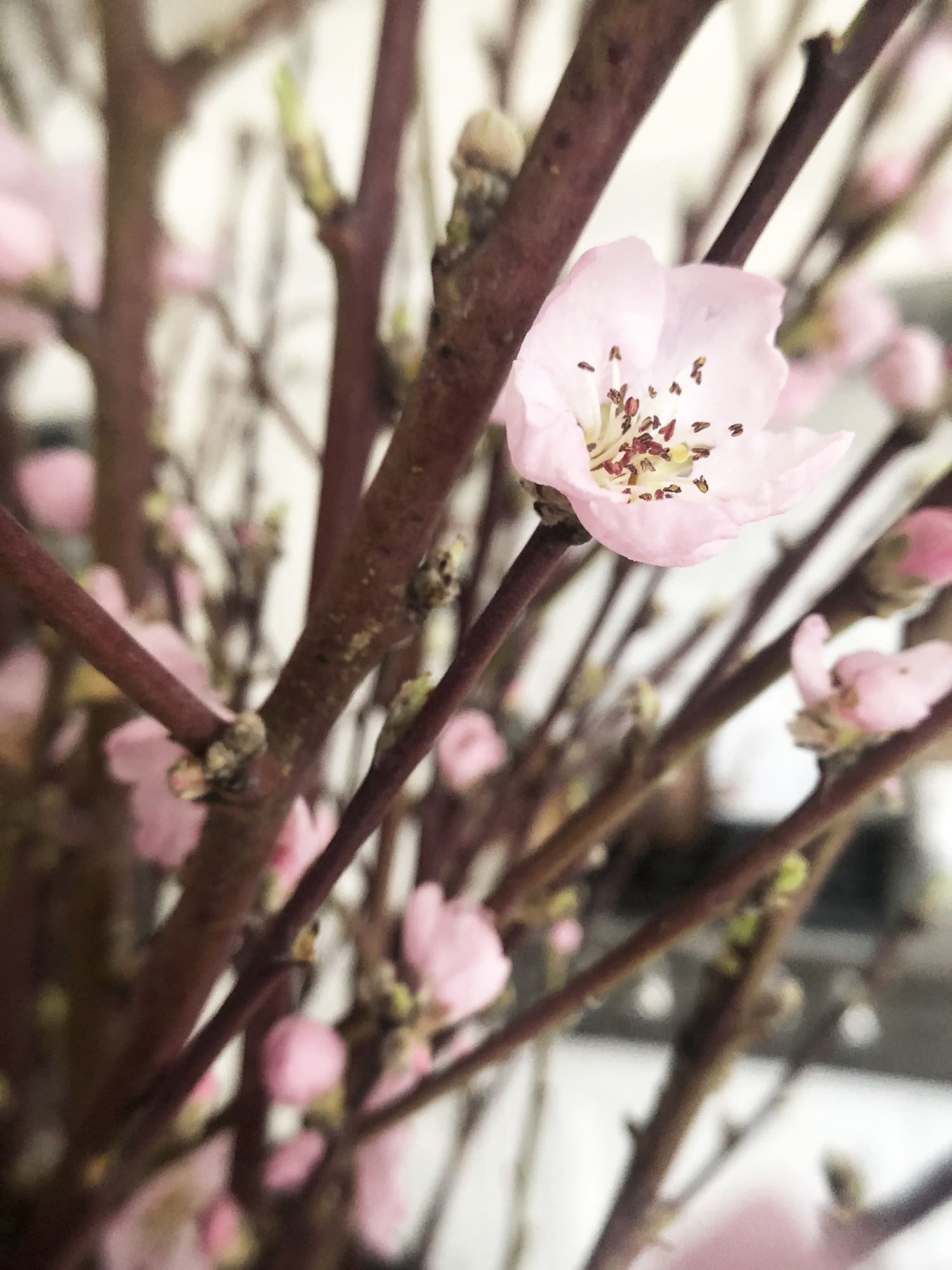 Flowering Branches