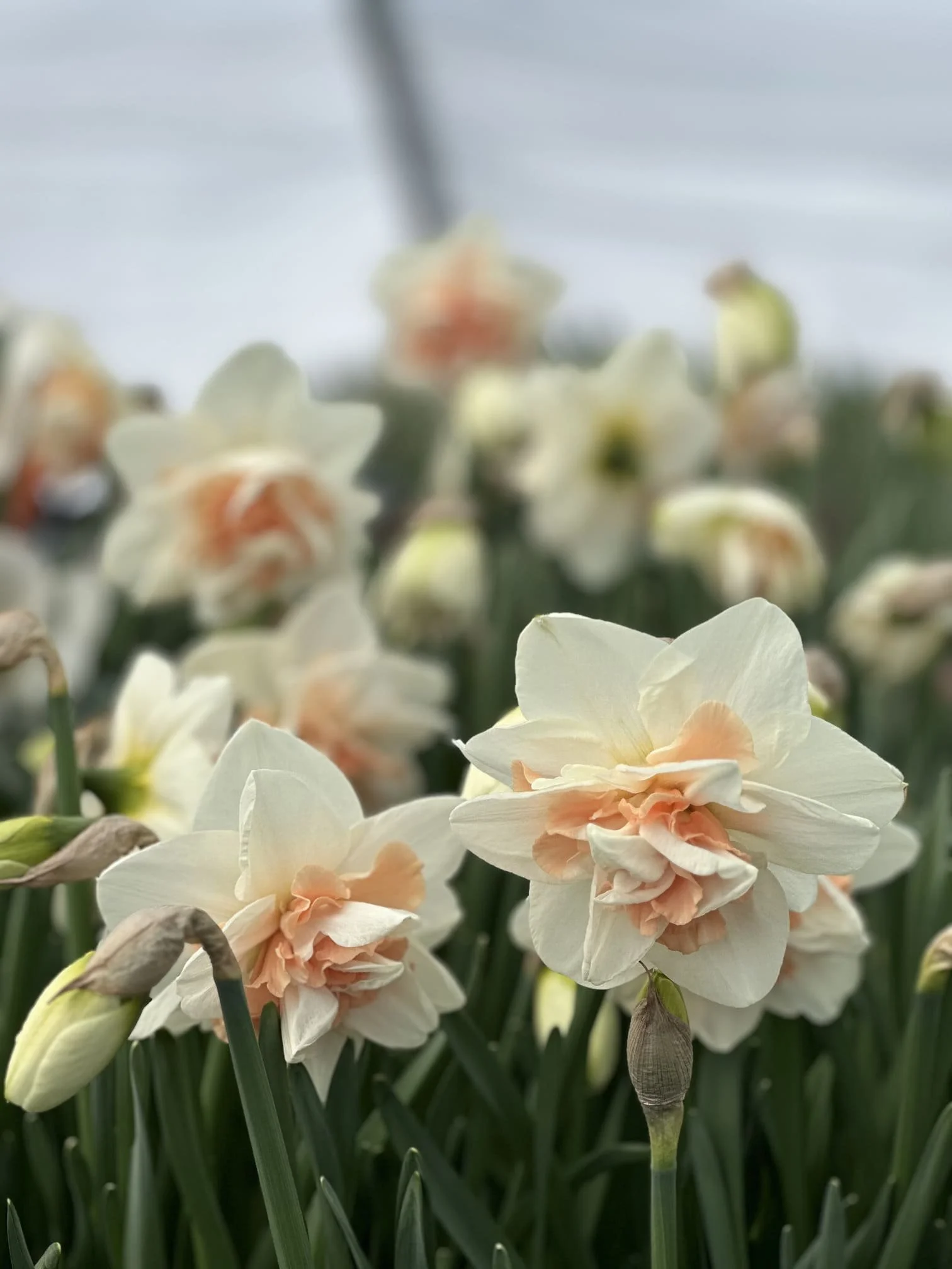Interview with Vermont Tulip Farmer Emily Von Trapp