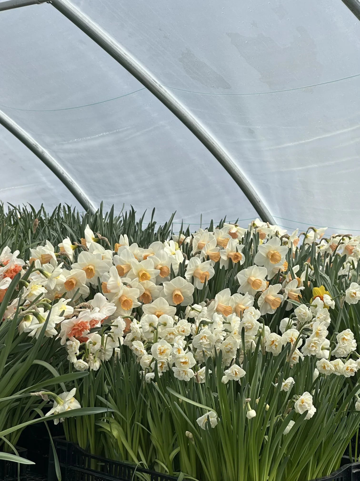 Interview with Vermont Tulip Farmer Emily Von Trapp