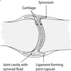 What is actually happening when joints crack and why does it feel so ...