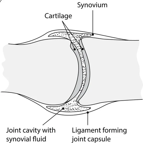 What is actually happening when joints crack and why does it feel so ...