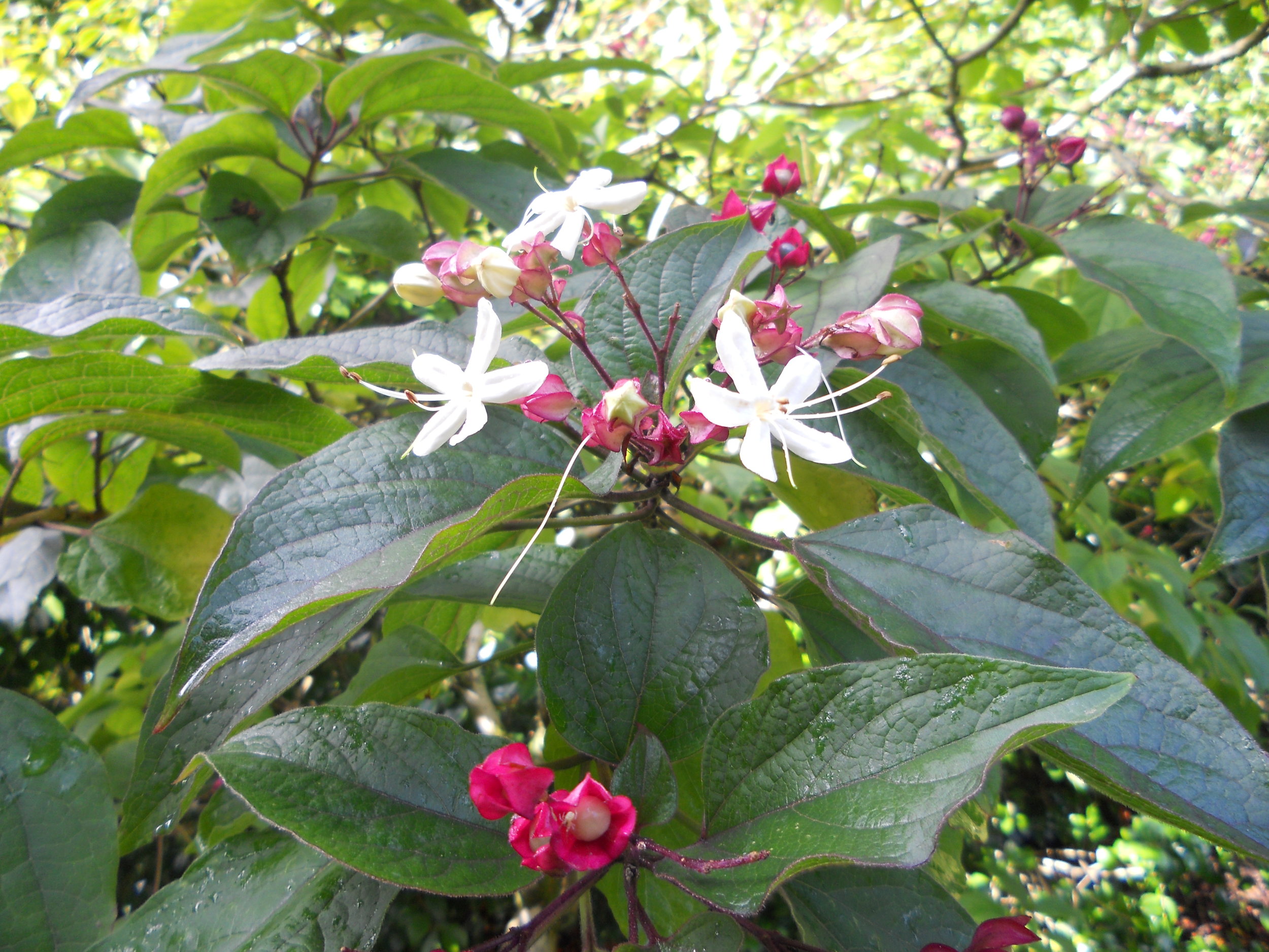 Clerodendrum Trichotomum Fargesii