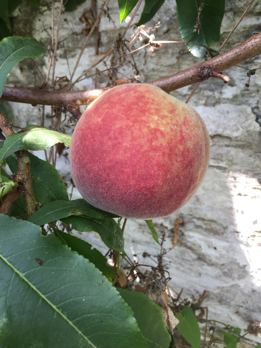 Peach House — Porthpean House