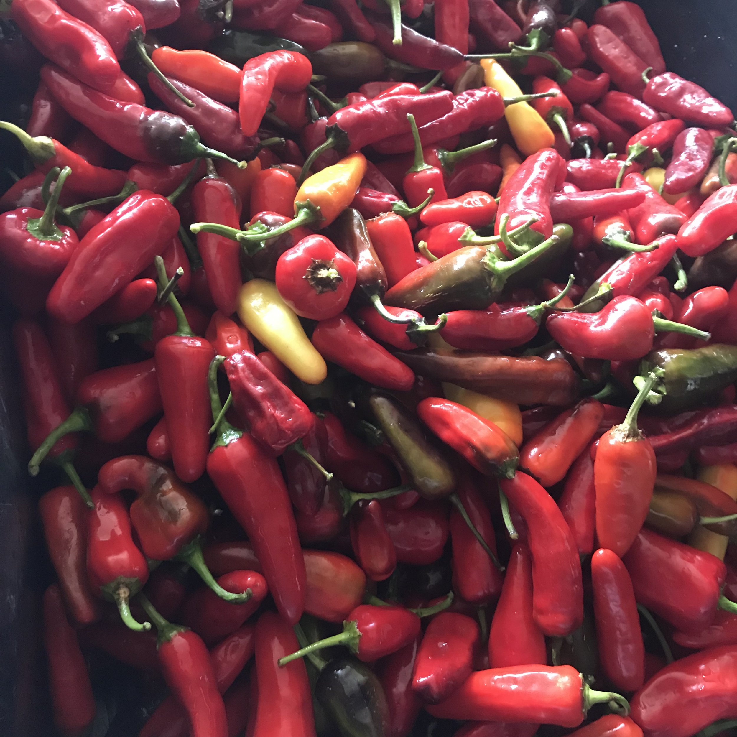 Shop — Co-op Sauce