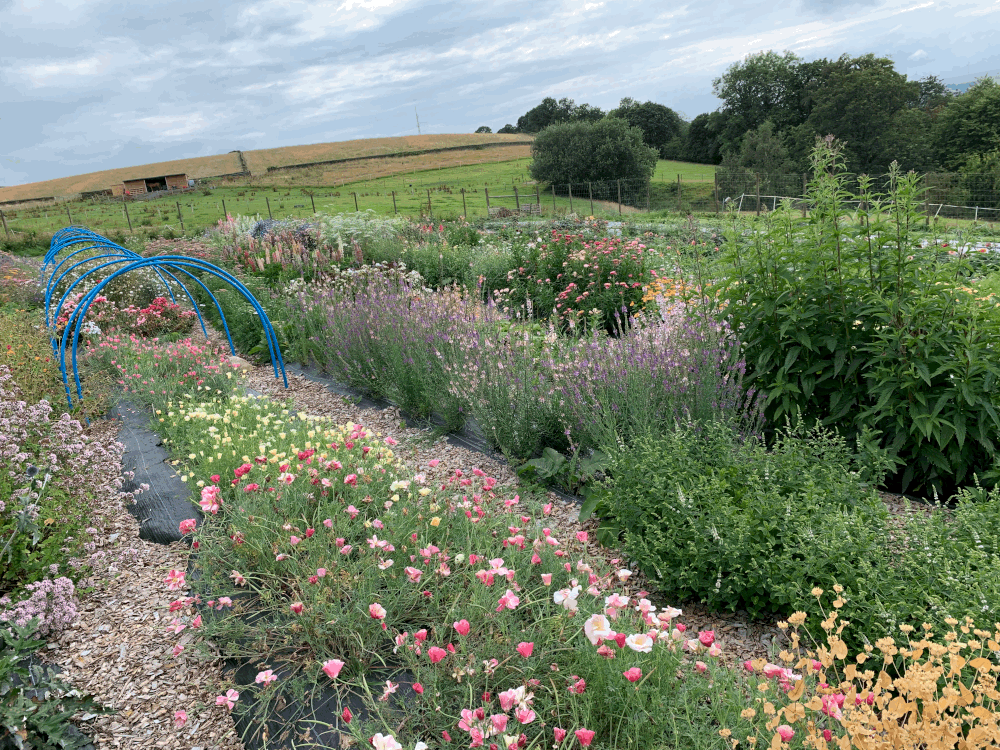 The Yorkshire flower patch — About