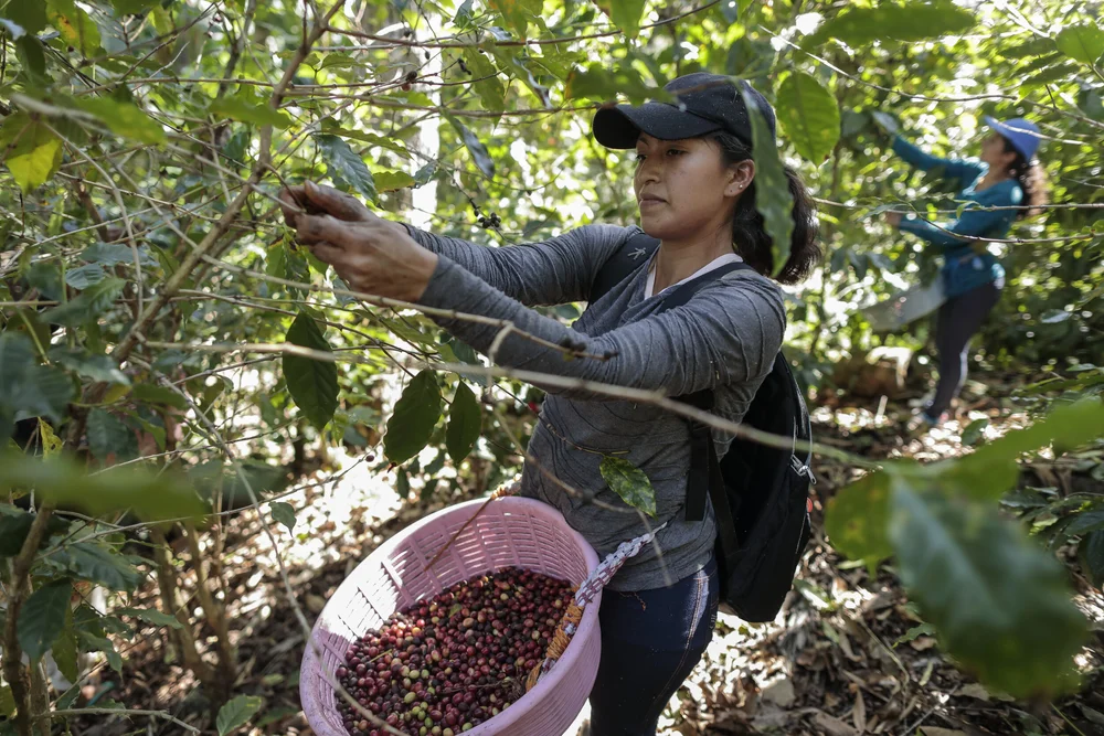 Coffee Plantation Workers