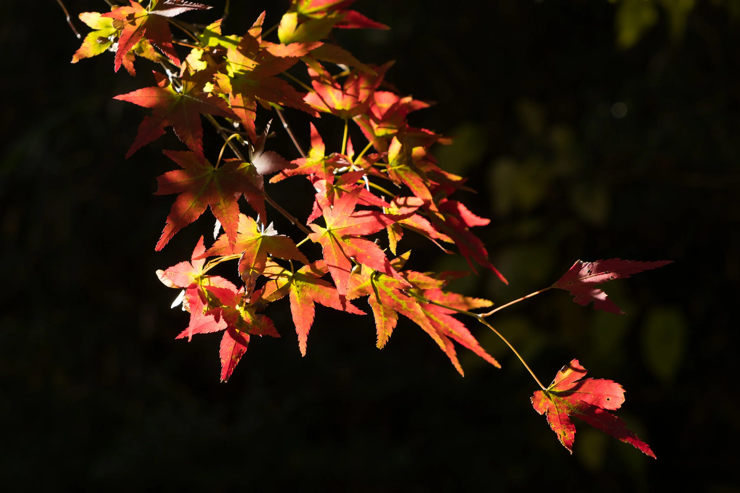 Sake Aroma and Flavour — Sake Guide