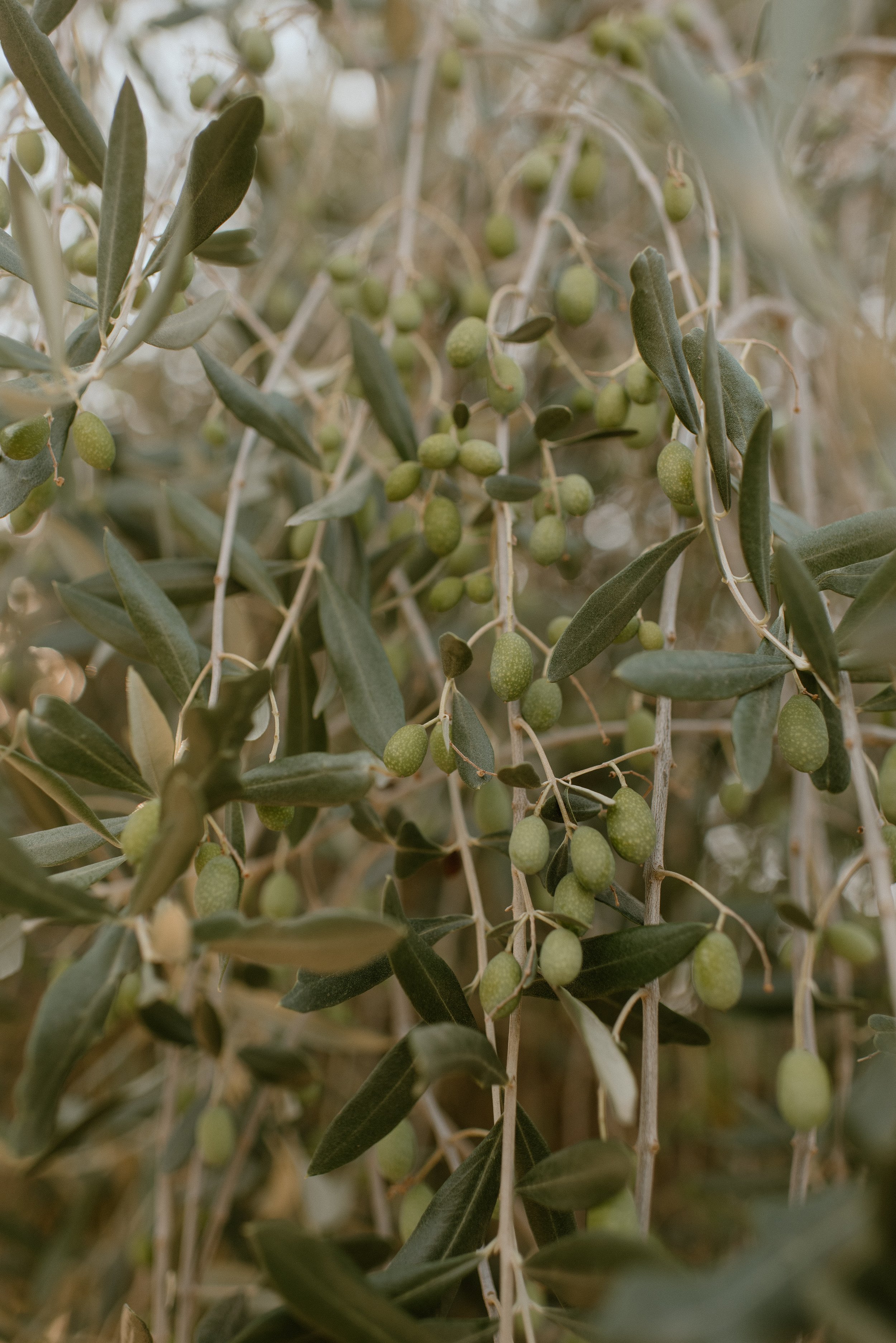 About — Madeline Rose Photography Co.