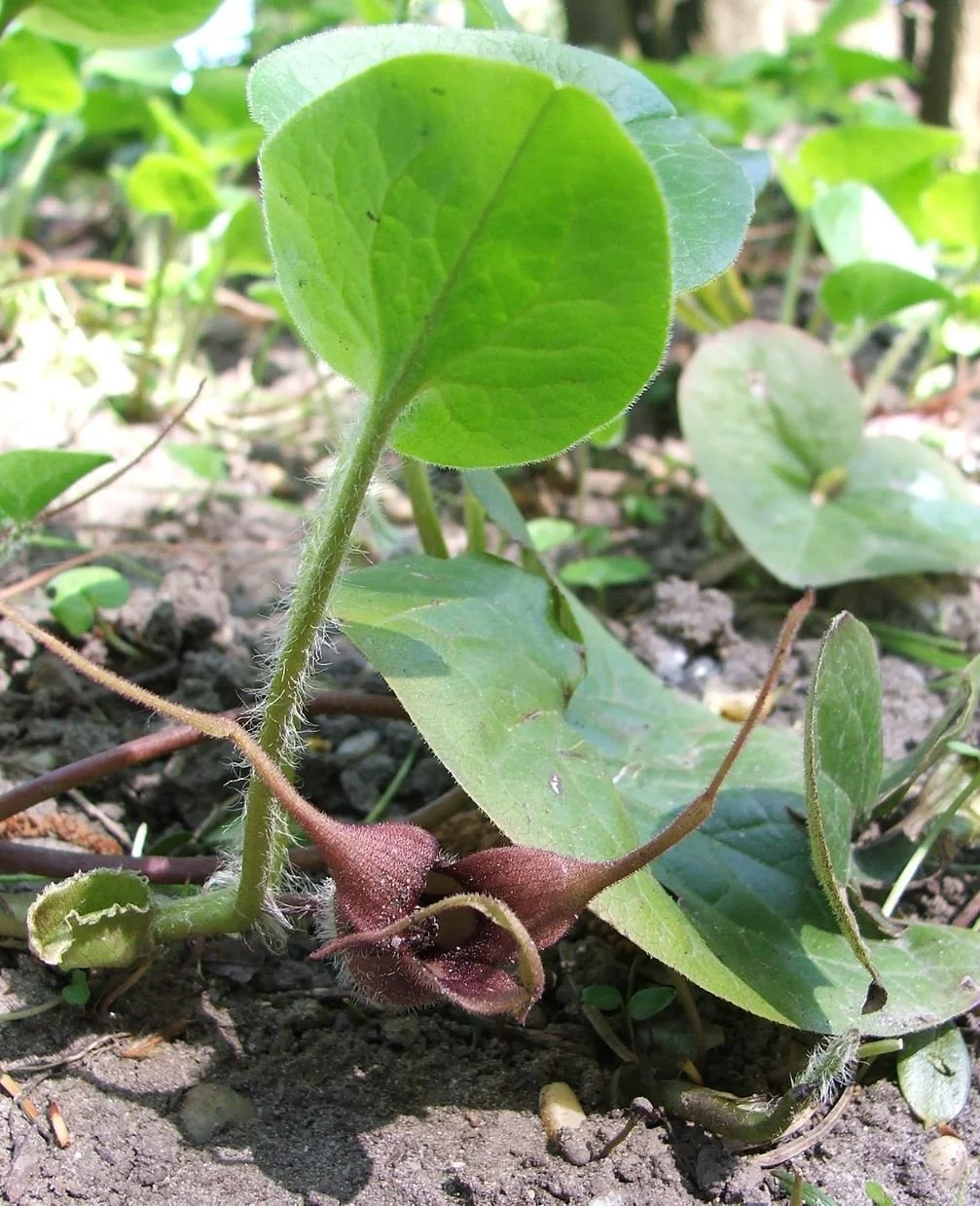 Native Groundcovers — West Land Studio