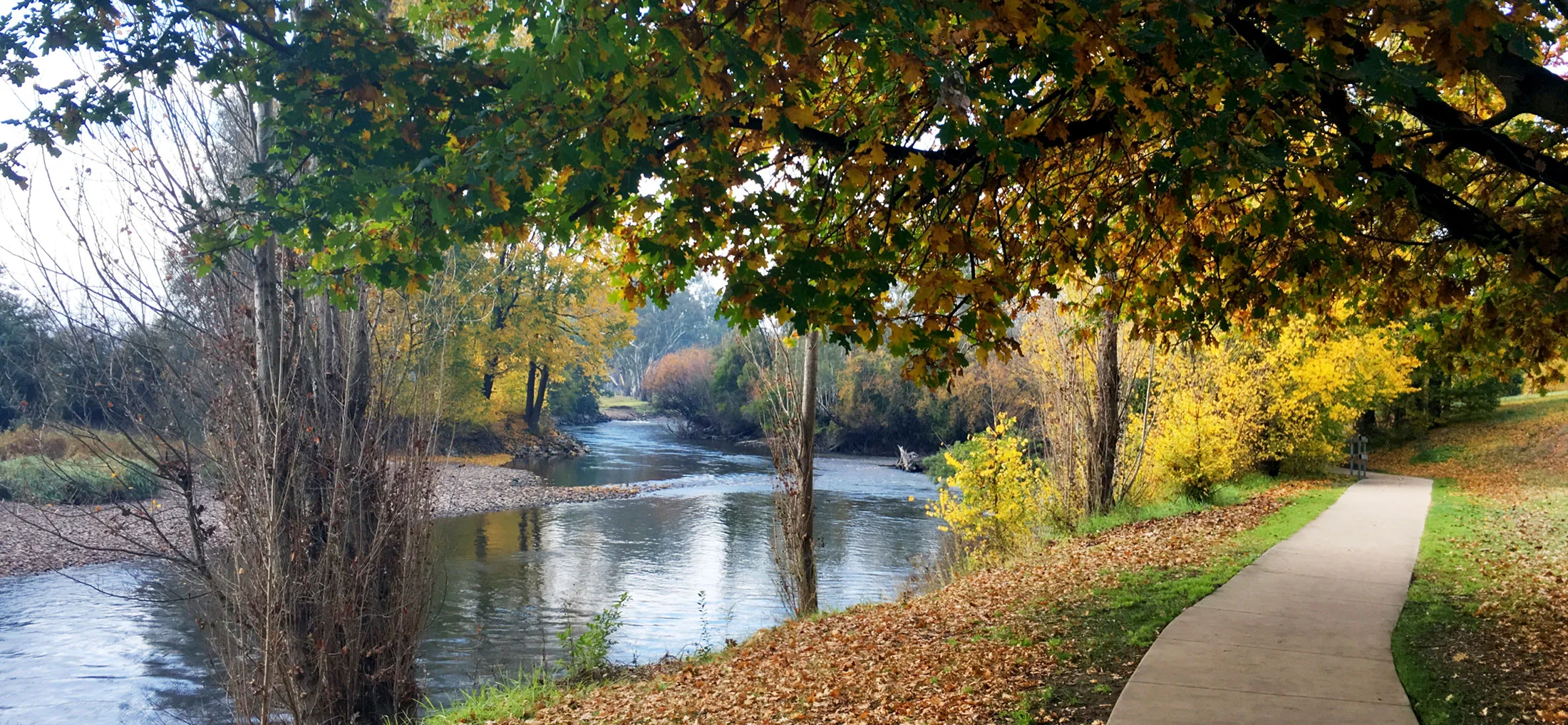 Tumut — Ribbonwood