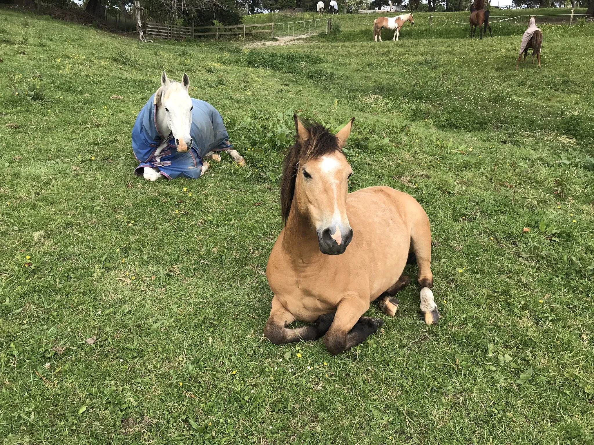 Massey Pony Club